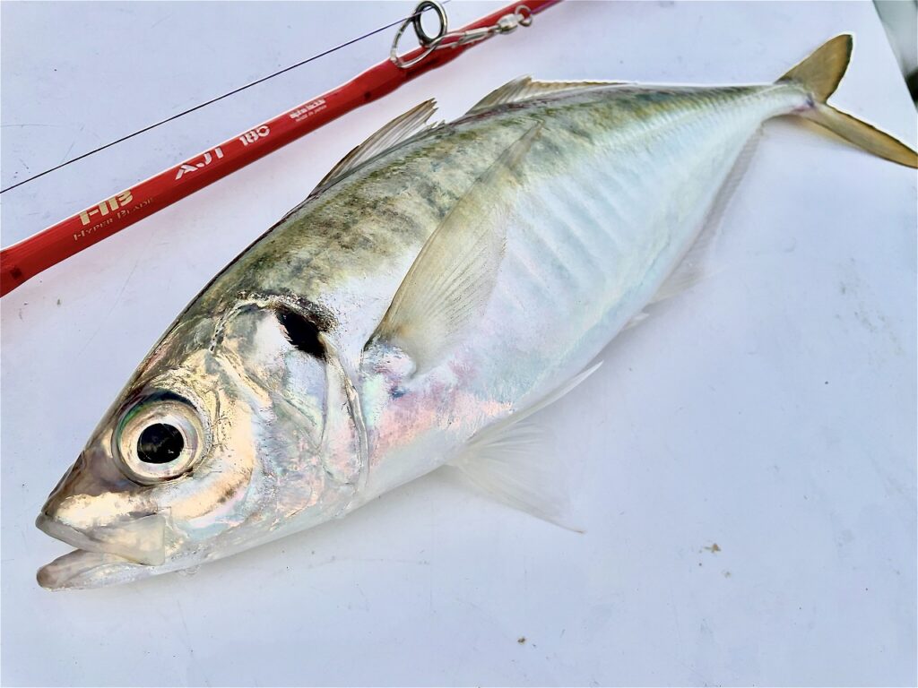 「HBアジ180」レポート＠神奈川県・走水 | alphatackle