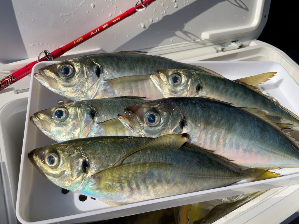 「HBアジ180」レポート＠神奈川県・走水 | alphatackle