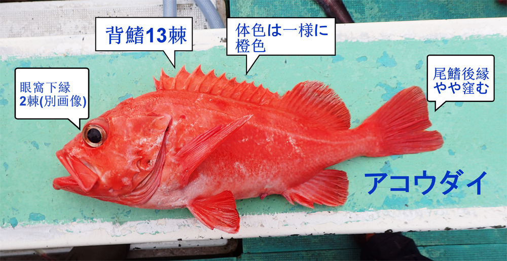 深海研究所 Part 8 アコウダイ | alphatackle