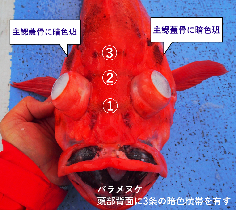 深海研究所 Part 8 アコウダイ | alphatackle