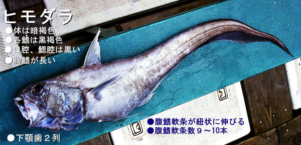 深海研究所 Part 10 ベニアコウ | alphatackle