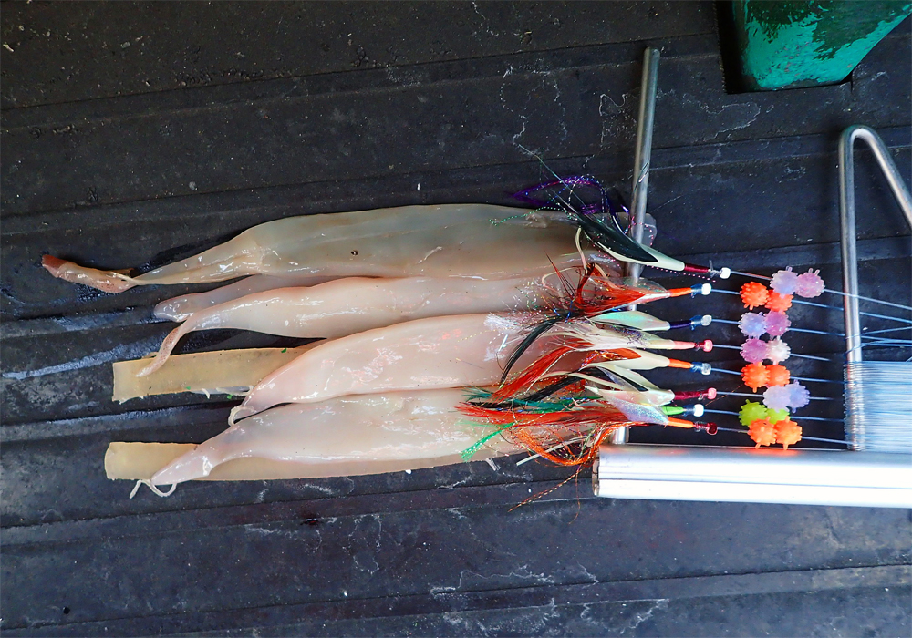 深海研究所 Part 10 ベニアコウ | alphatackle