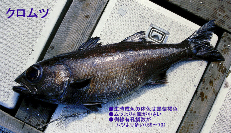 深海研究所 Part 6 クロムツ | alphatackle