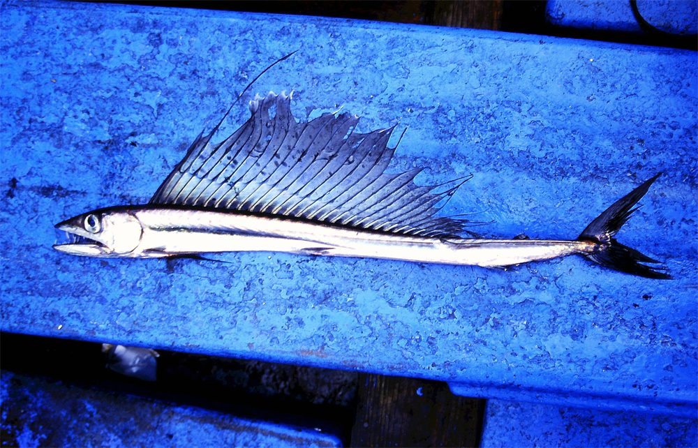 深海研究所 Part 10 ベニアコウ | alphatackle