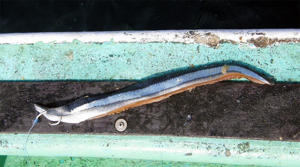 深海研究所 Part 10 ベニアコウ | alphatackle