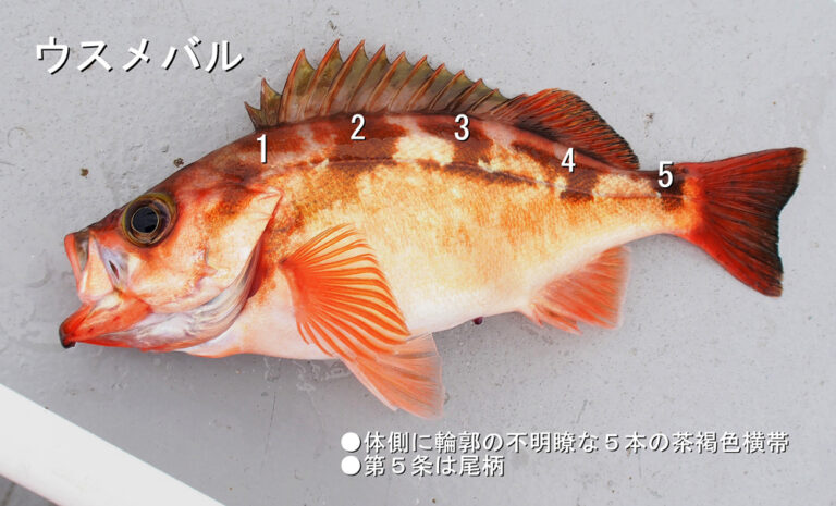 深海研究所 Part 2 オキメバル | alphatackle